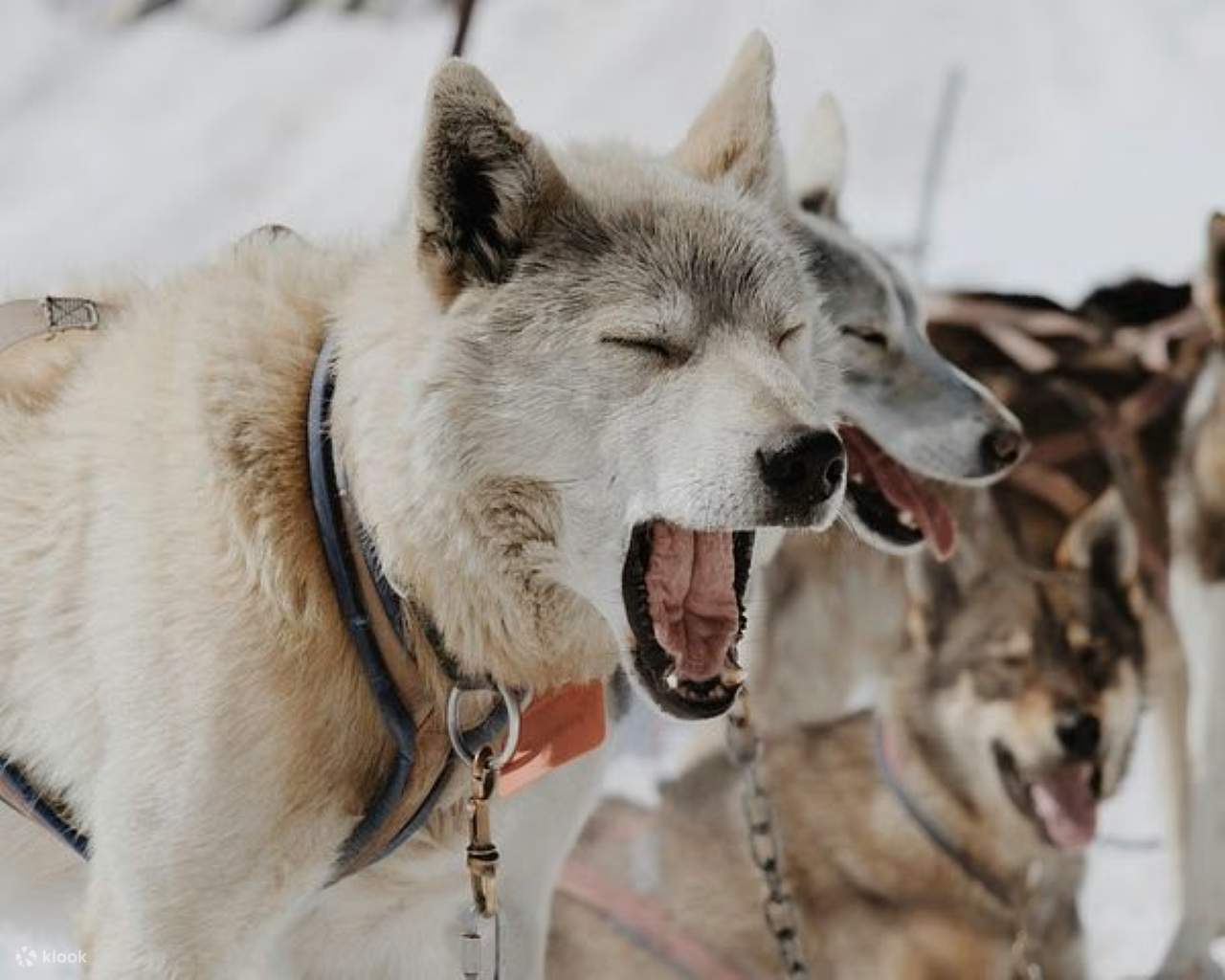 Rovaniemi Self Drive Husky Experience with husky petting - Klook Canada