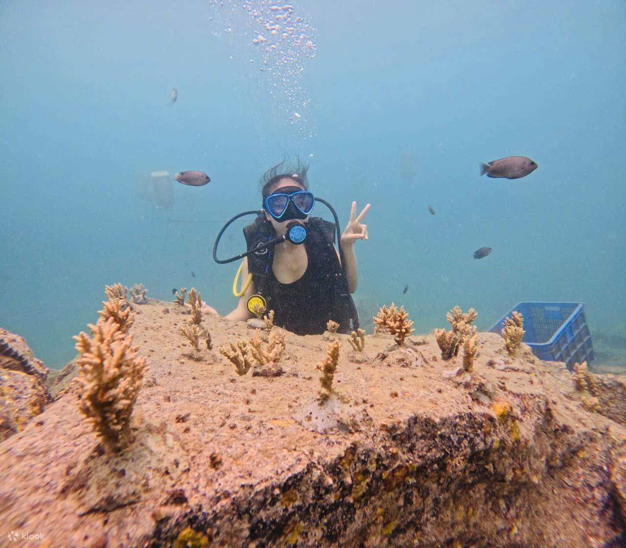 Scuba Diving & Coral Planting Experience in Nha Trang, Vietnam - Klook ...
