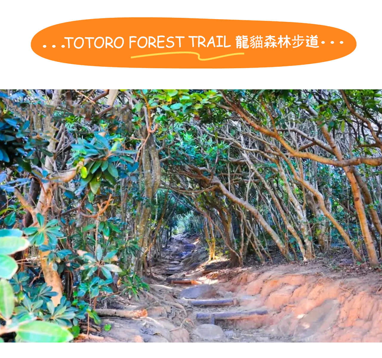 Itoshima Coast & Nature: Shiraito Falls, Meoto Rocks & Totoro Trail ...