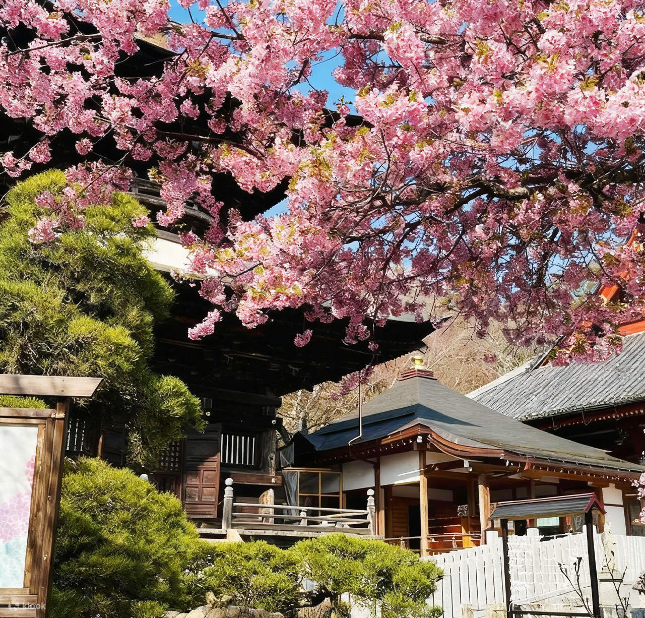 Yubiki Kanon & Hitachi Cherry Blossom Festival & Seaside Sunset Day ...