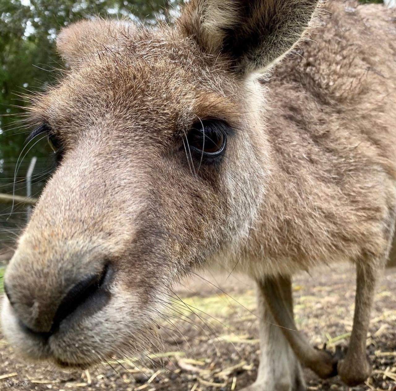 Tropical Fruit World Farm Tour in Byron Bay - Klook