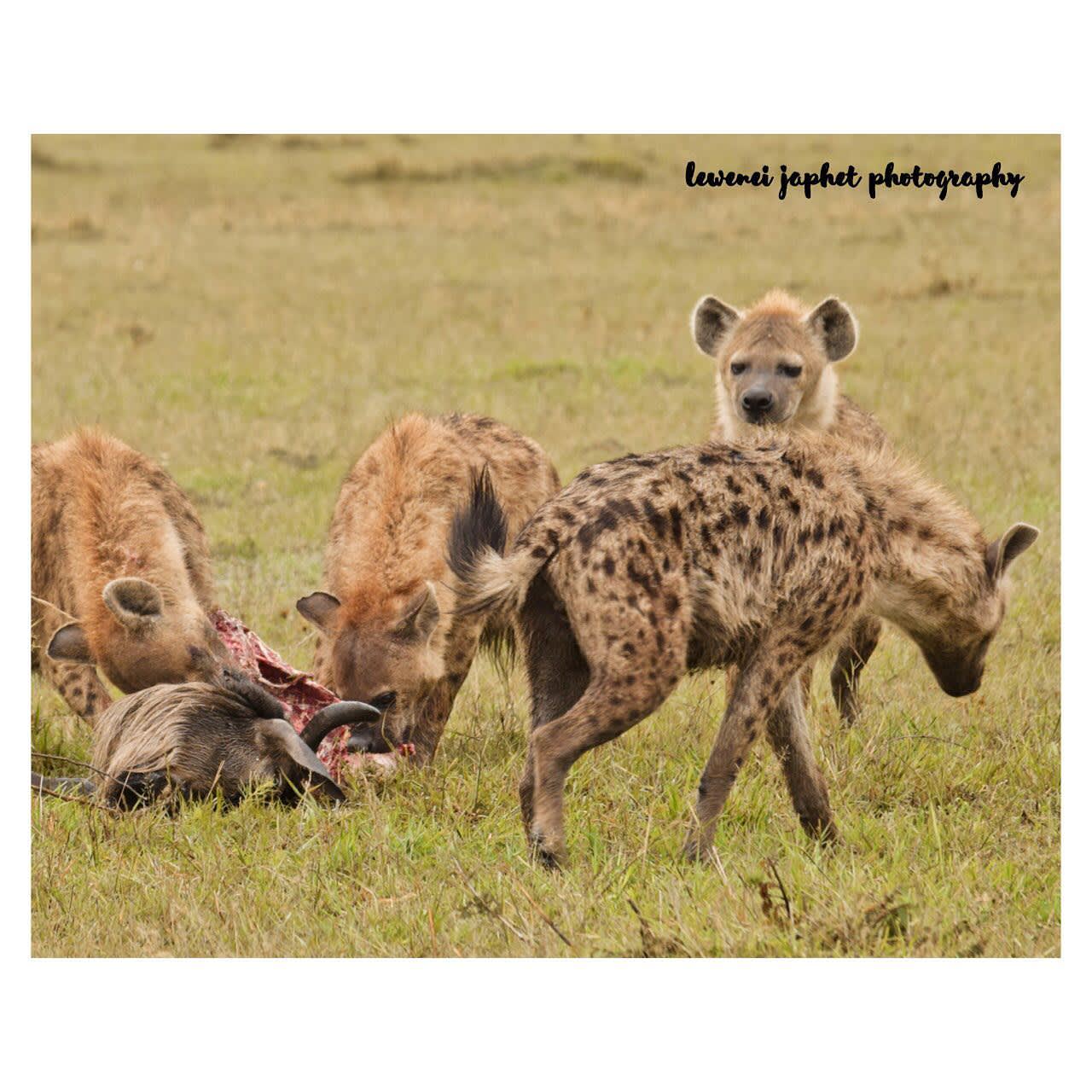 Experience the Spectacular 4 Day Maasai Mara and Lake Nakuru National ...