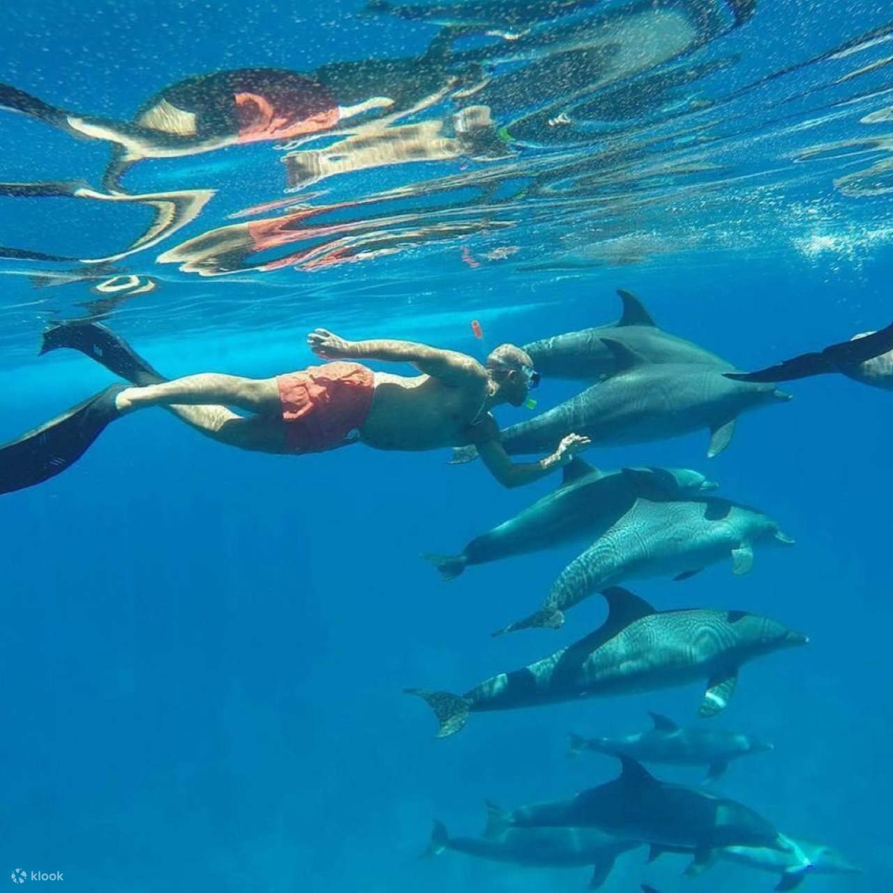 Dolphin House Reef Snorkeling Adventure & Transfers – Marsa Alam ...