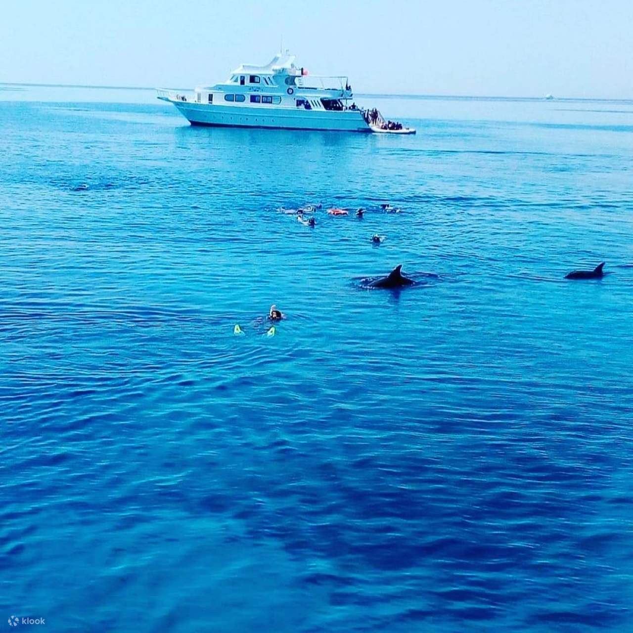 Dolphin House Reef Snorkeling Adventure & Transfers – Marsa Alam ...