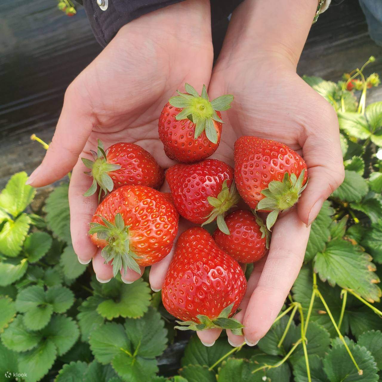 Chichibu & Nagatoro Discovery - with Fruit Picking and Shopping - Klook ...