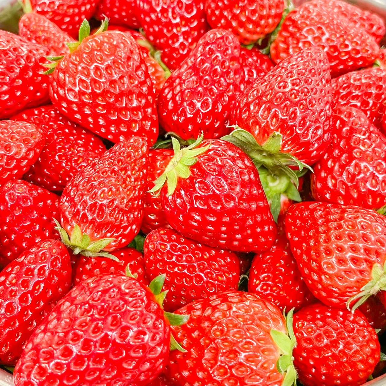 Pick 4 varieties of ripe strawberries (90 minutes all-you-can-eat ...