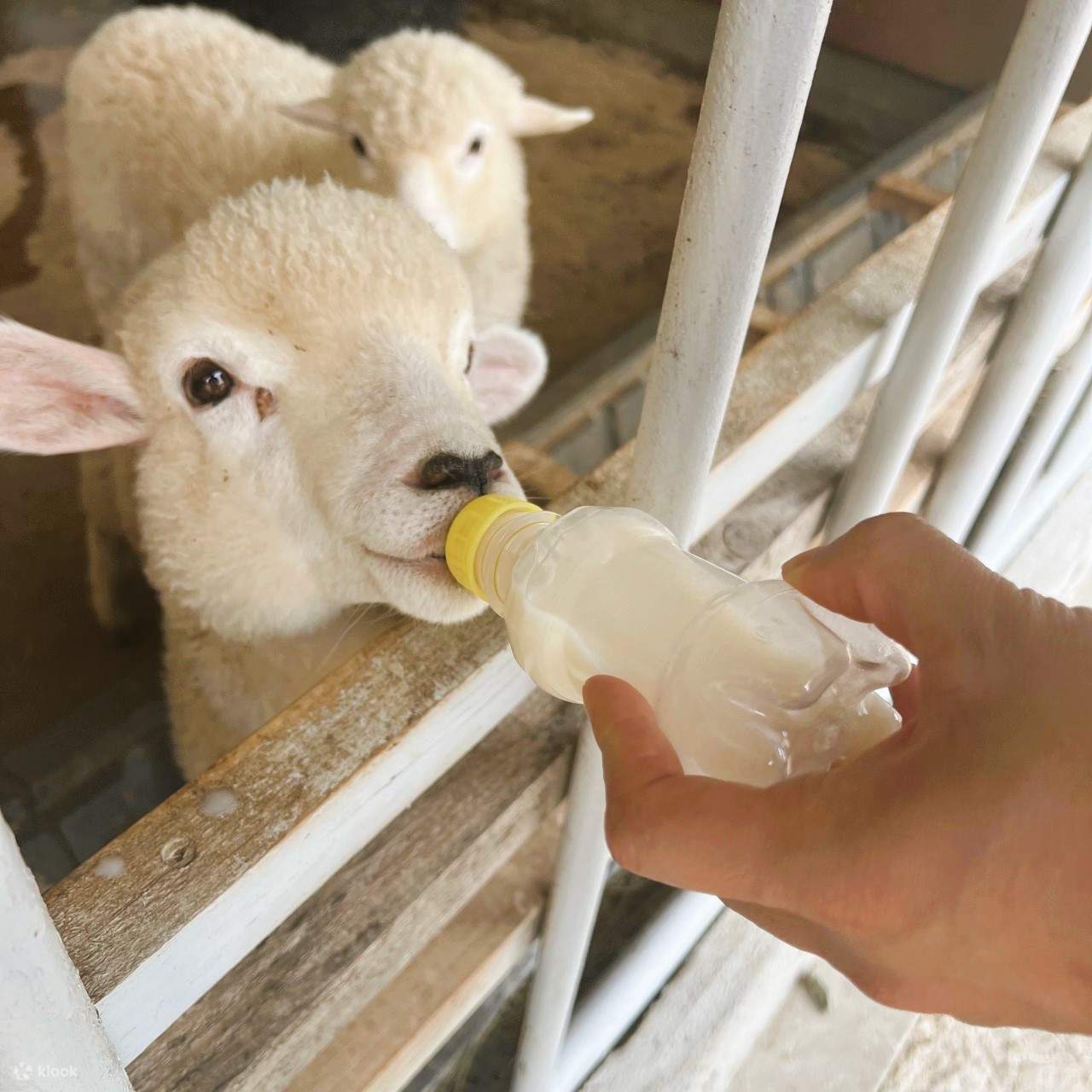 Gapyeong Sheep Farm & Eobi Valley & Strawberry Picking (With Lunch ...