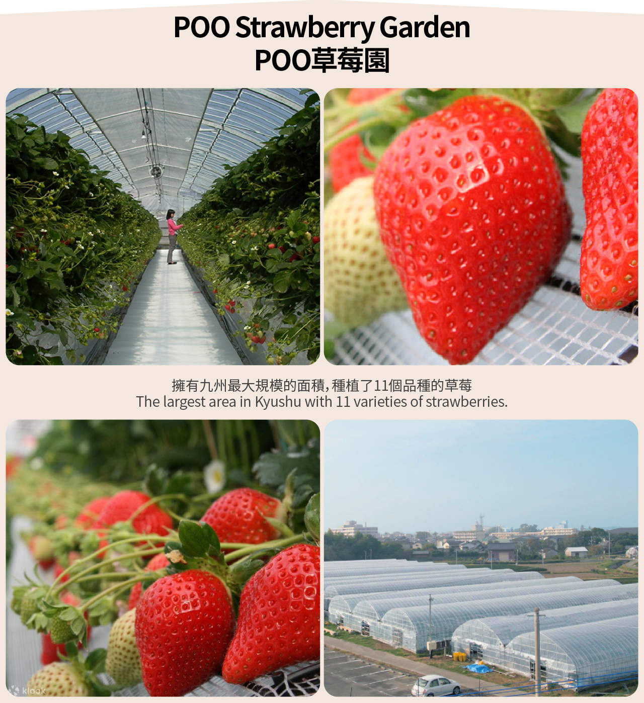 Strawberry Picking, Yanagawa Boating, and Saga Castle Ruins Day Tour ...