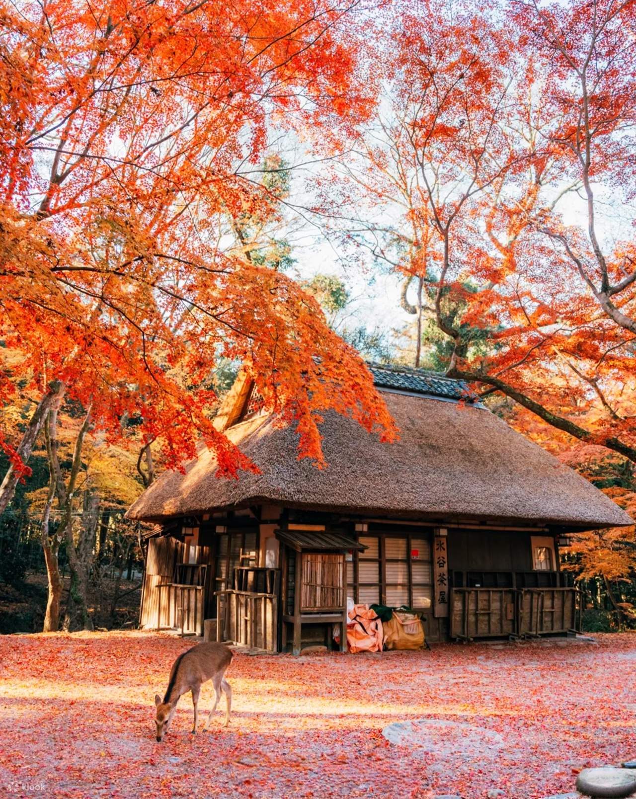 Lake Biwa in Four Seasons & La Collina Omihachiman & Nara Day Trip ...