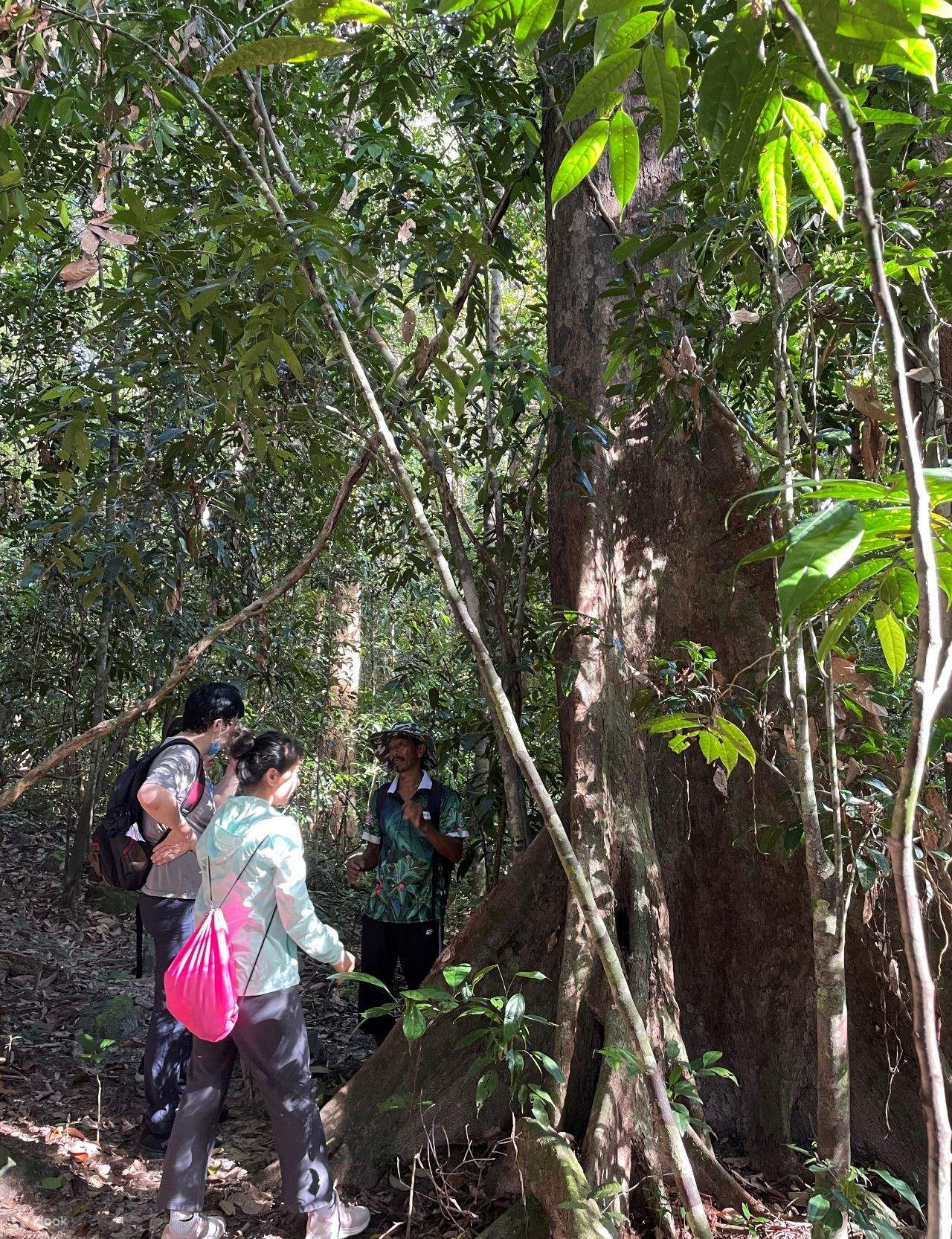 Morning Join-In Rainforest Trek - Langkawi, Malaysia - Klook Malaysia
