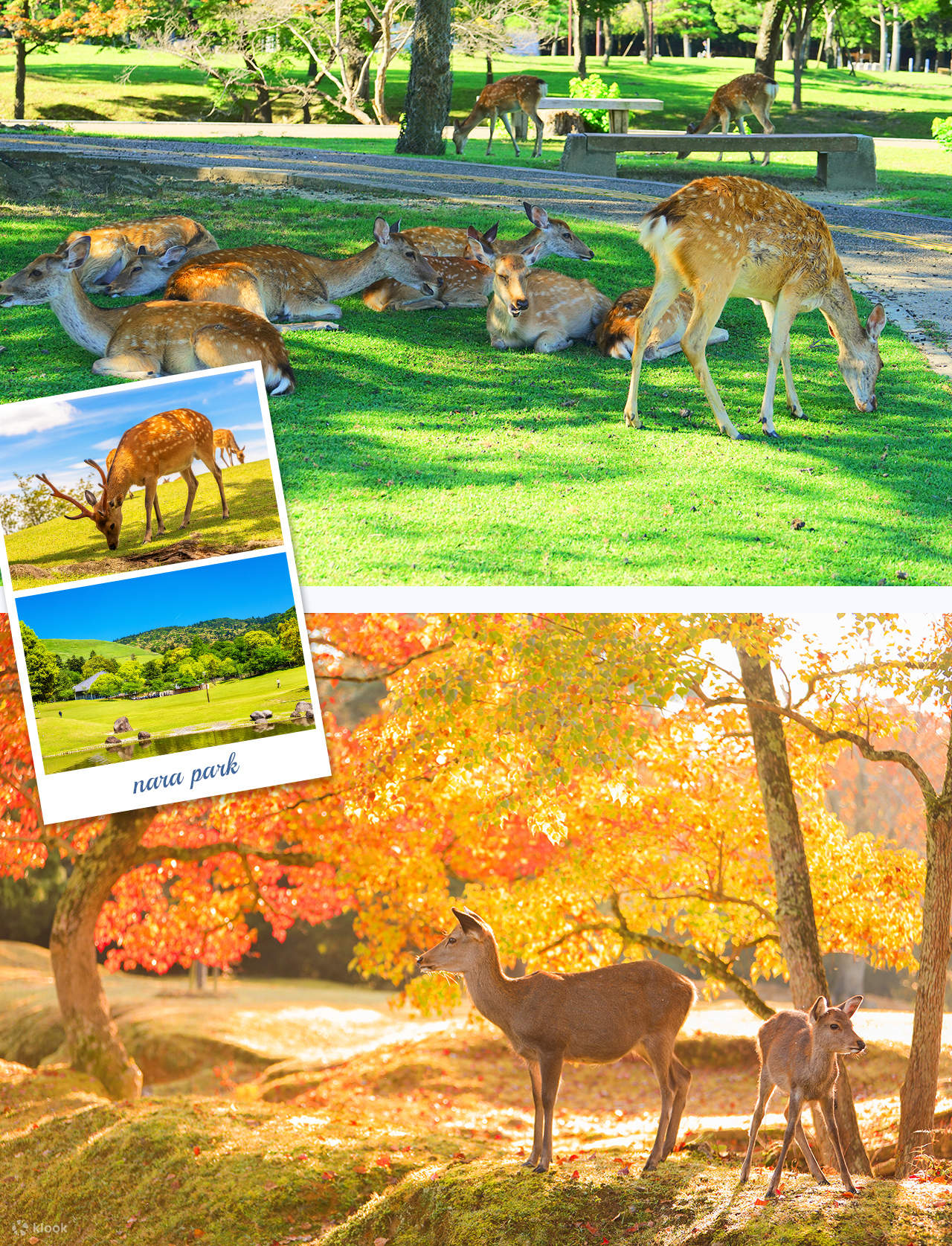 Kyoto Nara Arashiyama Day Tour | Feed the deer in Nara Park • Fushimi ...