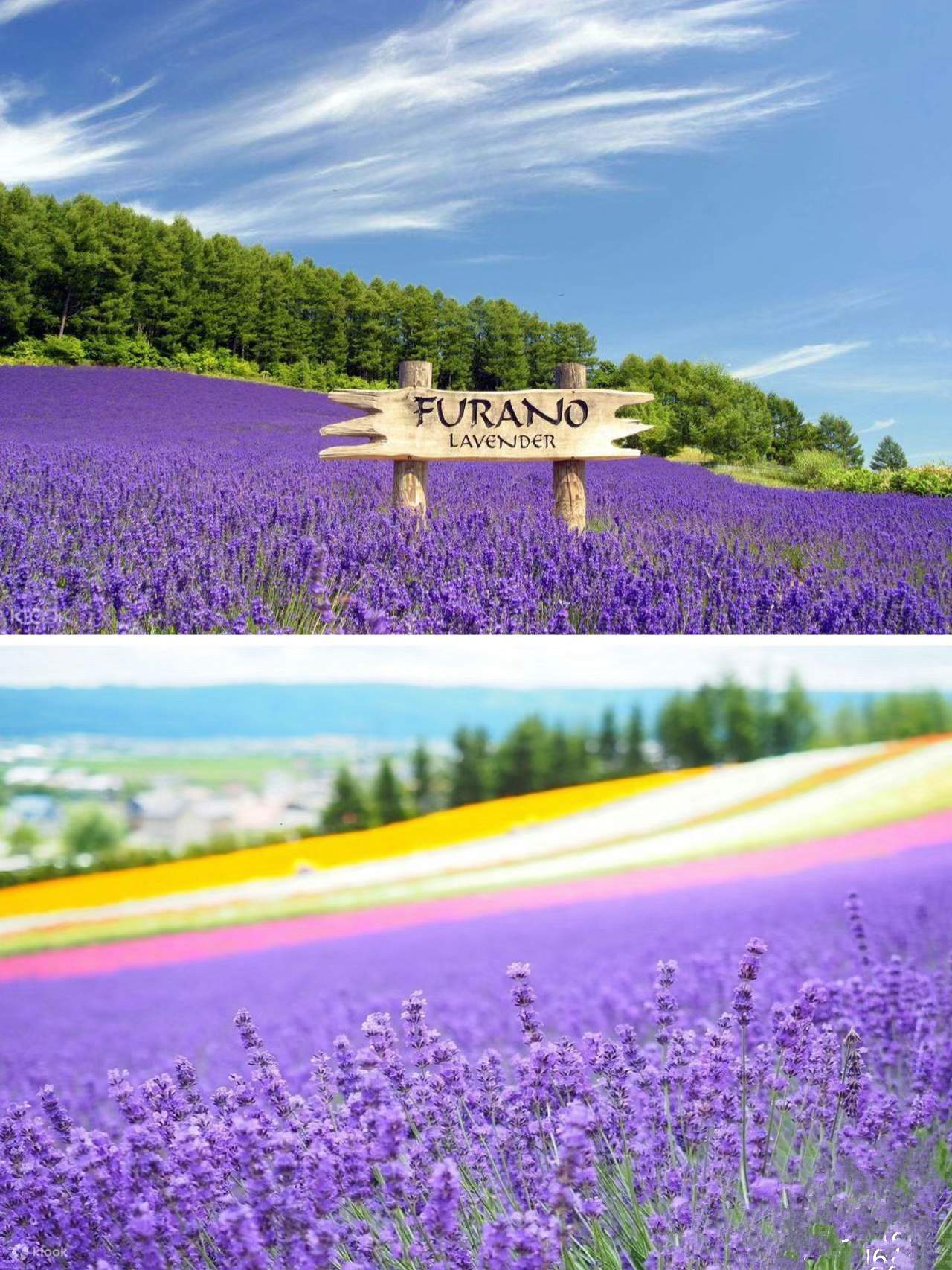 Tur Sehari ke Furano, Biei Blue Pond, dan Shikisai-no-Oka (Berangkat dari Sapporo) (Bantal ...