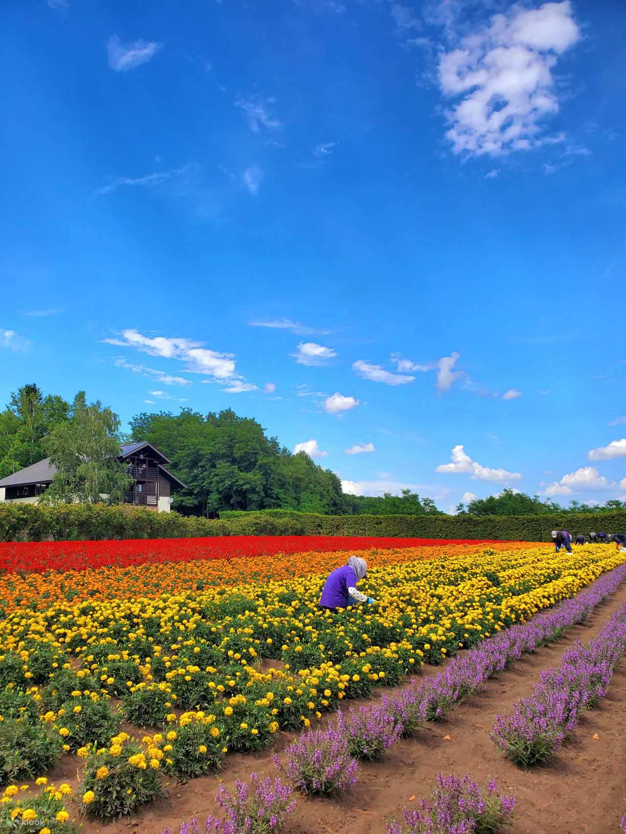Furano & Biei Blue Pond & Shikisai no Oka Day Tour - Klook Singapore