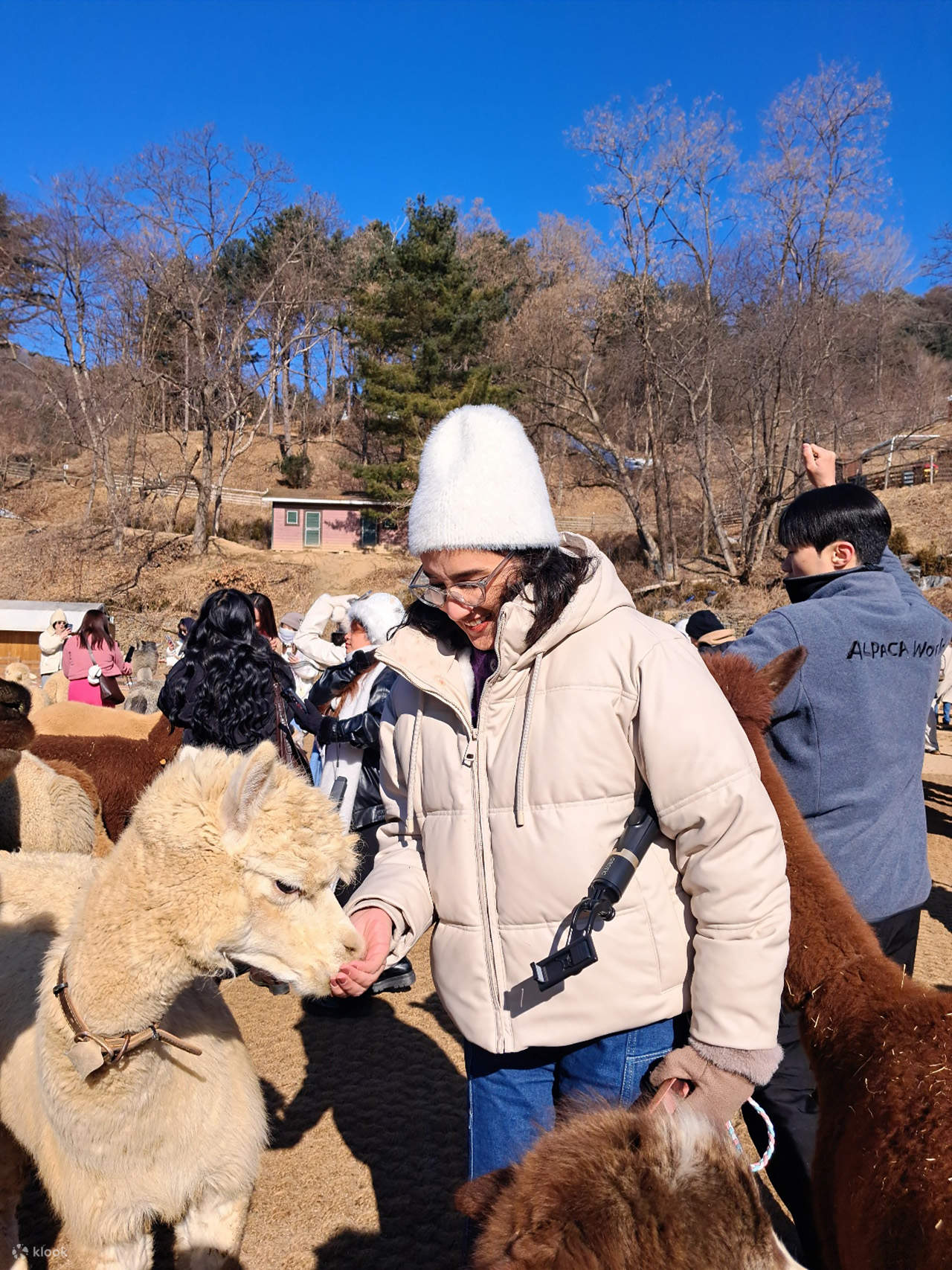 Nami Island & Eobi Ice Valley & Panorama Field & Morning Calm Tour ...