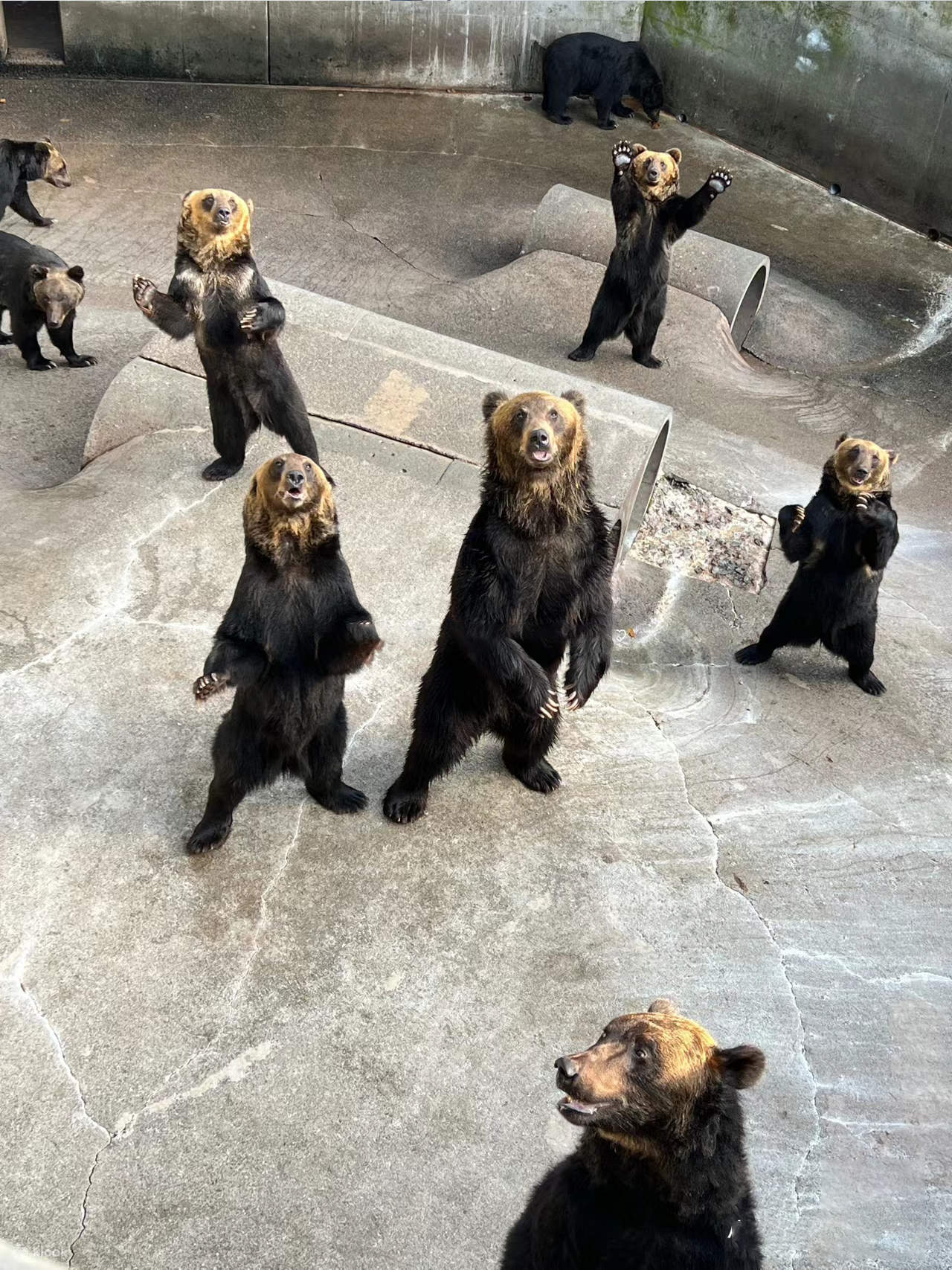 [Hokkaido Toyako] Lake Toya, Noboribetsu Jigokudani, Bear Farm or Mt ...