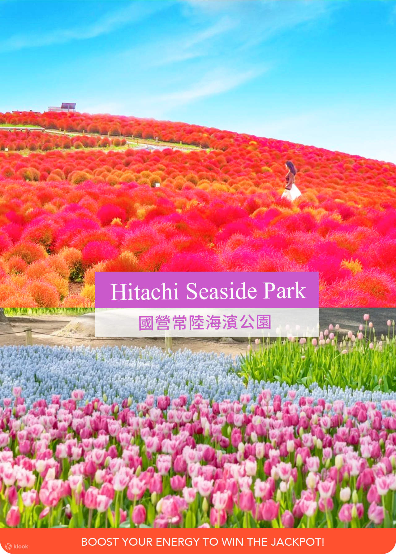 Ashikaga Flower Park Illumination, Hitachi Seaside Park & Sakatsura ...