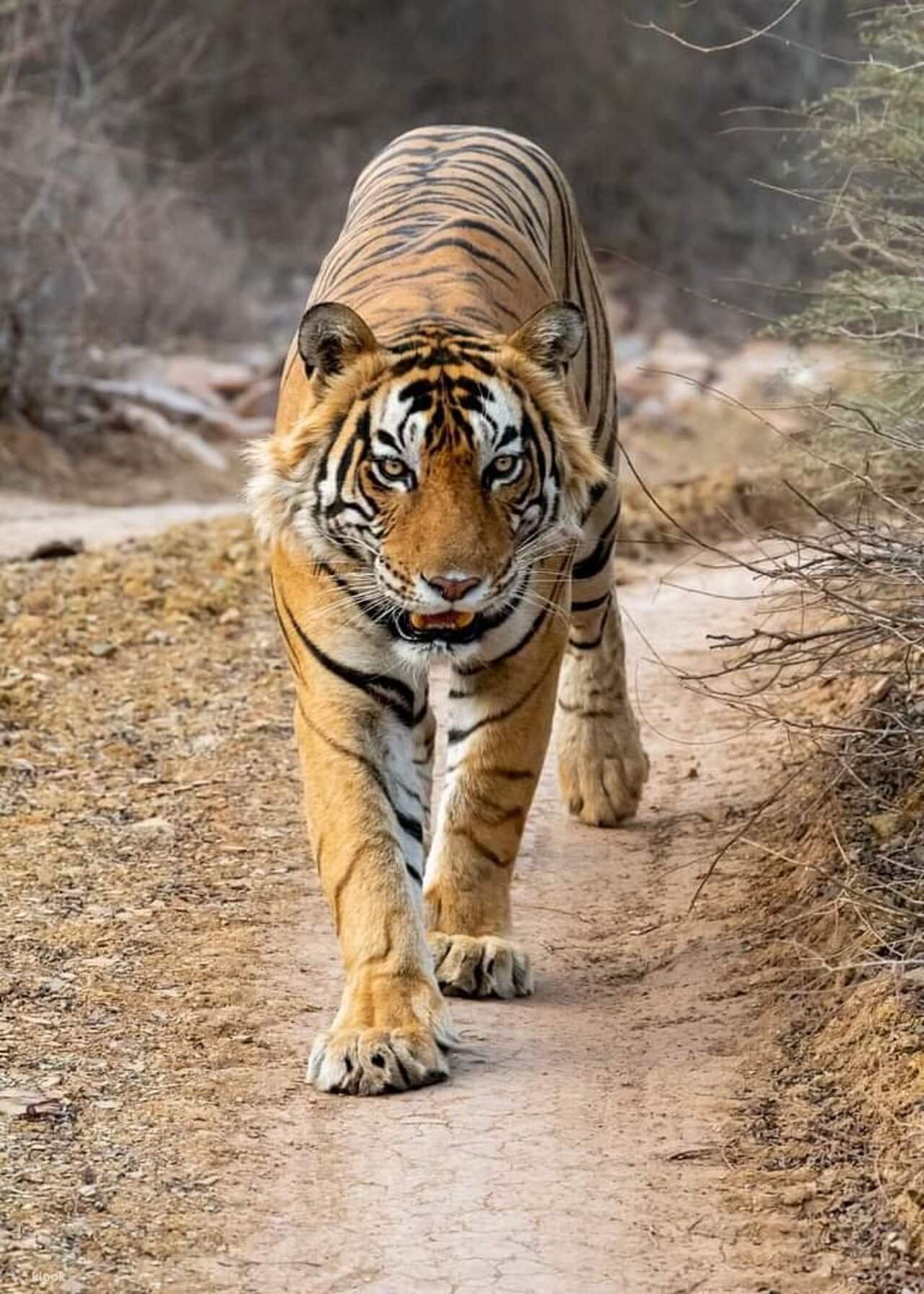 Experience the Thrill of Ranthambore Tiger Safari Adventure from Jaipur ...