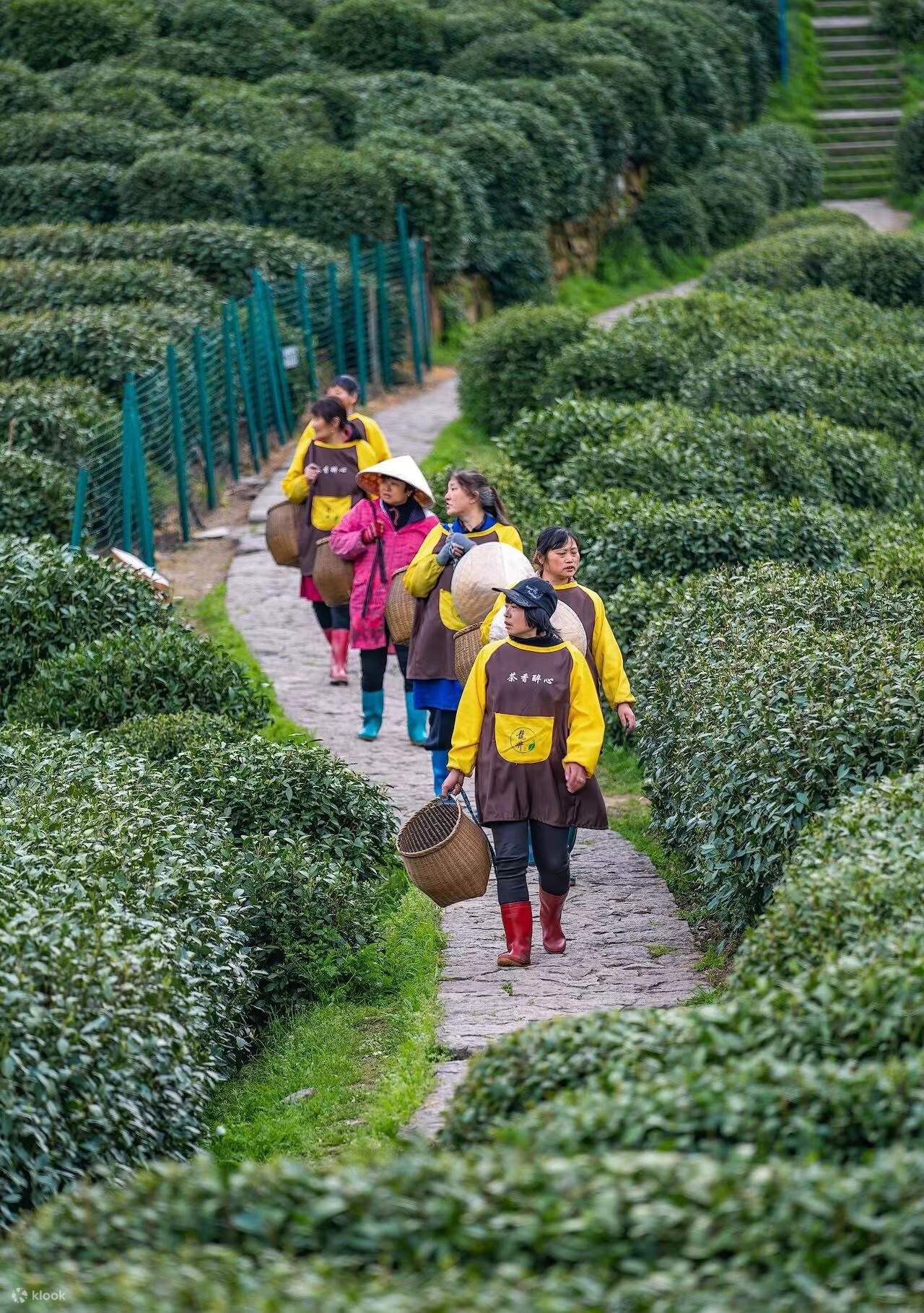 Pemetikan teh Desa Longjing + penggorengan teh + tur mencicipi teh ...