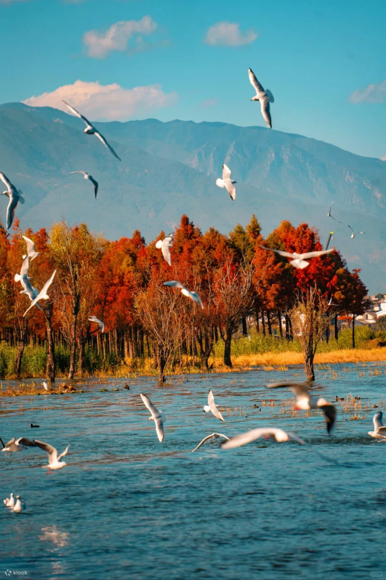 2-Day Luxury Dali, Yunnan Tour (Shuanglang Ancient Town & Jin Suo ...