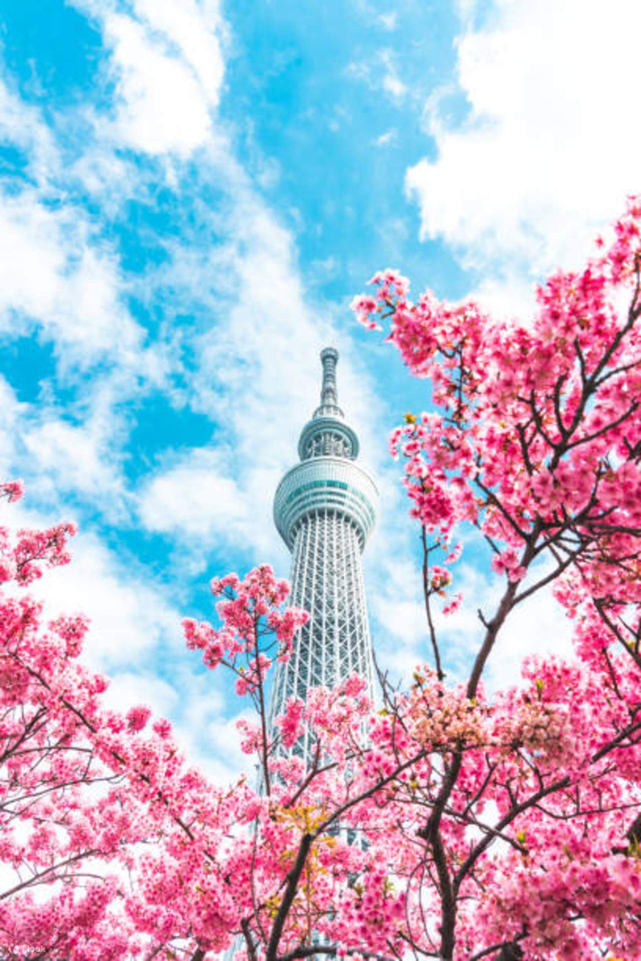 Tokyo Private Tour With English Speaking Driver - Klook Philippines