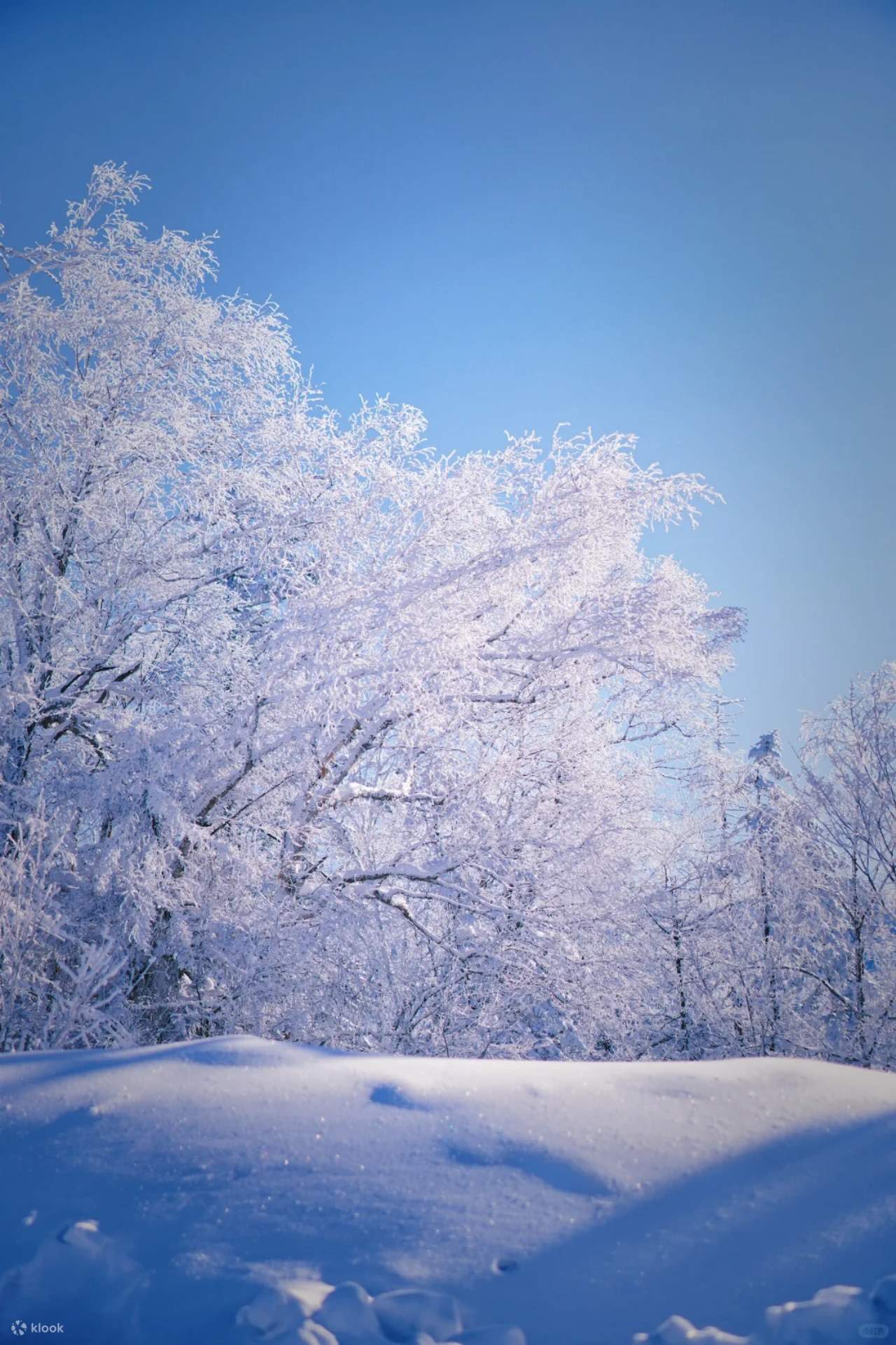 Harbin Yabuli Snow Village 2-Day Bus Tour (Ice City Harbin + Fairy Tale ...