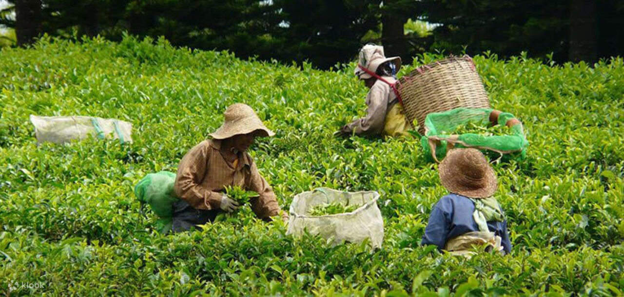 Discover Mauritius: The Tea, Rum, and Vanilla Route with Lunch and Pick ...