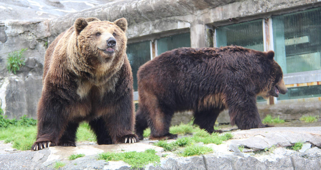 Hokkaido Noboribetsu Jigokudani, Bear Farm, Nixe Marine Park, Toyako ...
