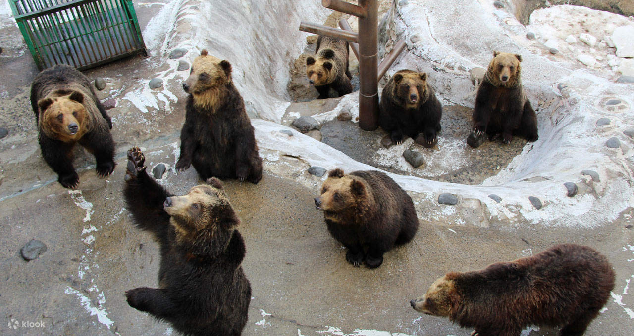 Hokkaido Noboribetsu Jigokudani, Bear Farm, Nixe Marine Park, Toyako ...