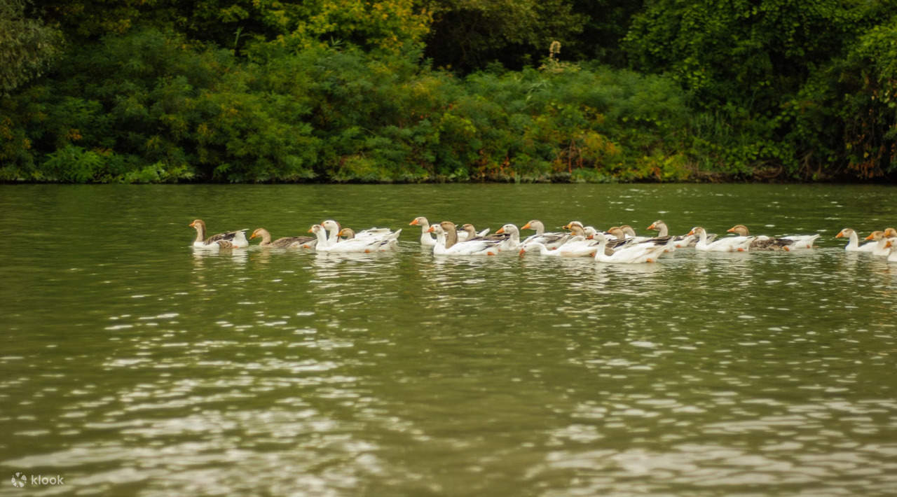 Danube Delta Day Tour – Birdwatching and Scenic Boat Cruise - Klook