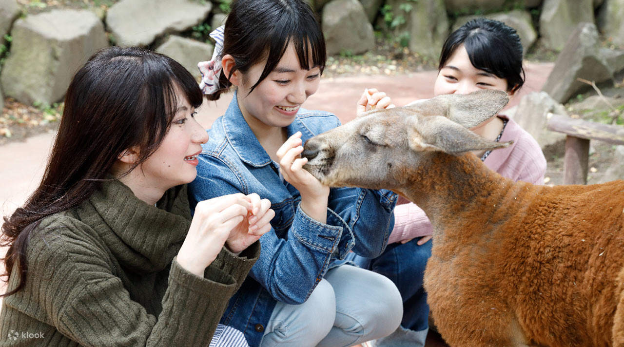 Yufuin & Kyushu Natural Animal Park & Umi Jigoku & Kamado Jigoku Day ...