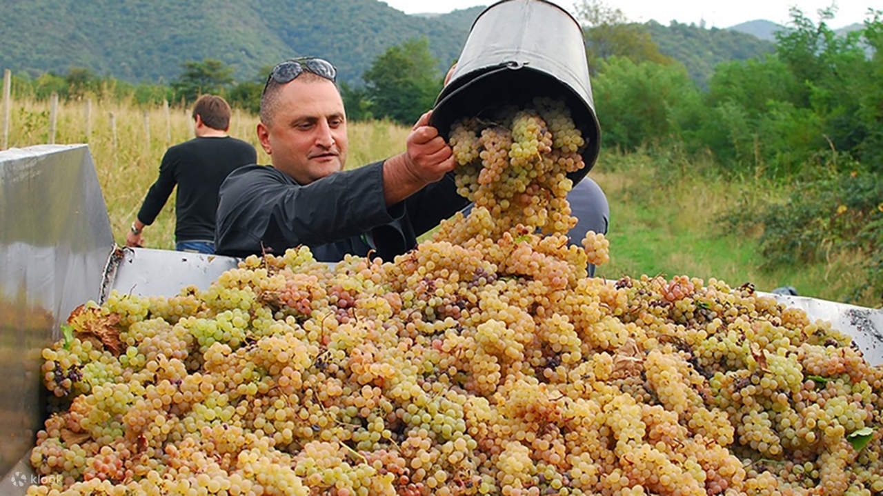 Dari Tbilisi: Biara Bodbe, Sighnaghi, & Tur Sehari Telavi - Klook Indonesia