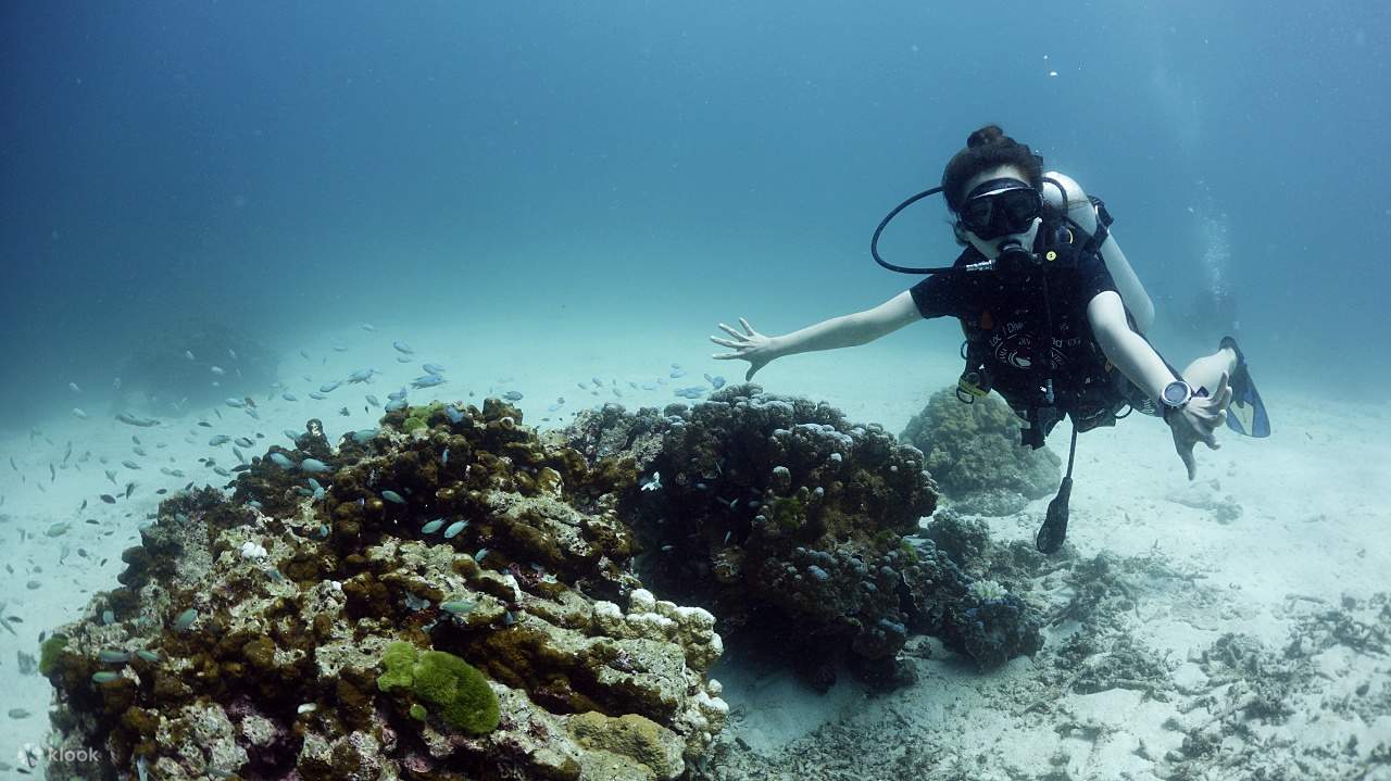 Jelajahi Kedalaman dengan PADI OW Diver di Phuket di PADI 5 Star IDC ...