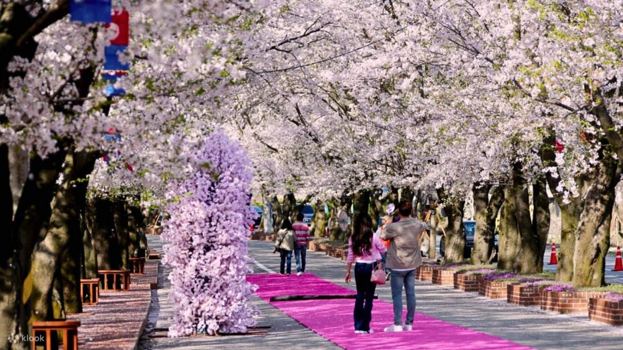 Eden Cherry Blossom Road x AQUAFIELD Jjimjilbang x Begonia Bird Park - Klook New Zealand