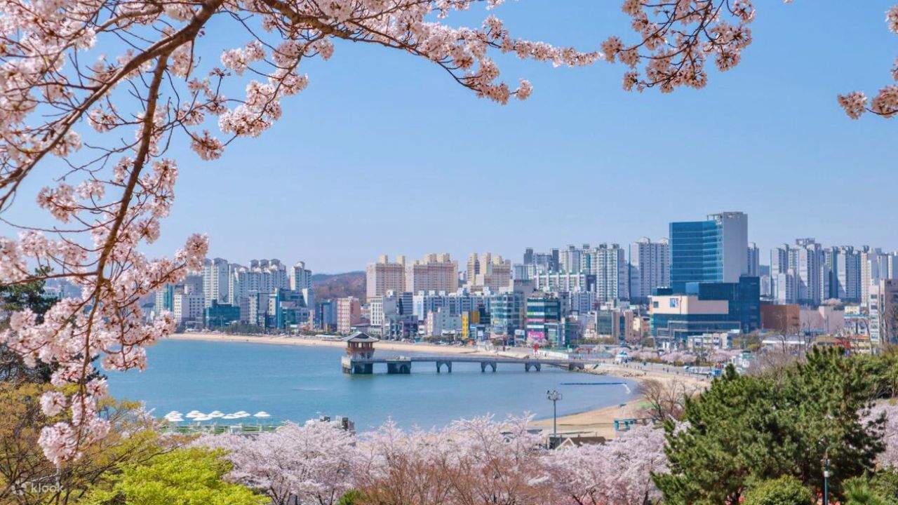Pohang Space Walk x Cherry Blossom, Guryongpo, Homigot Canola Flower ...