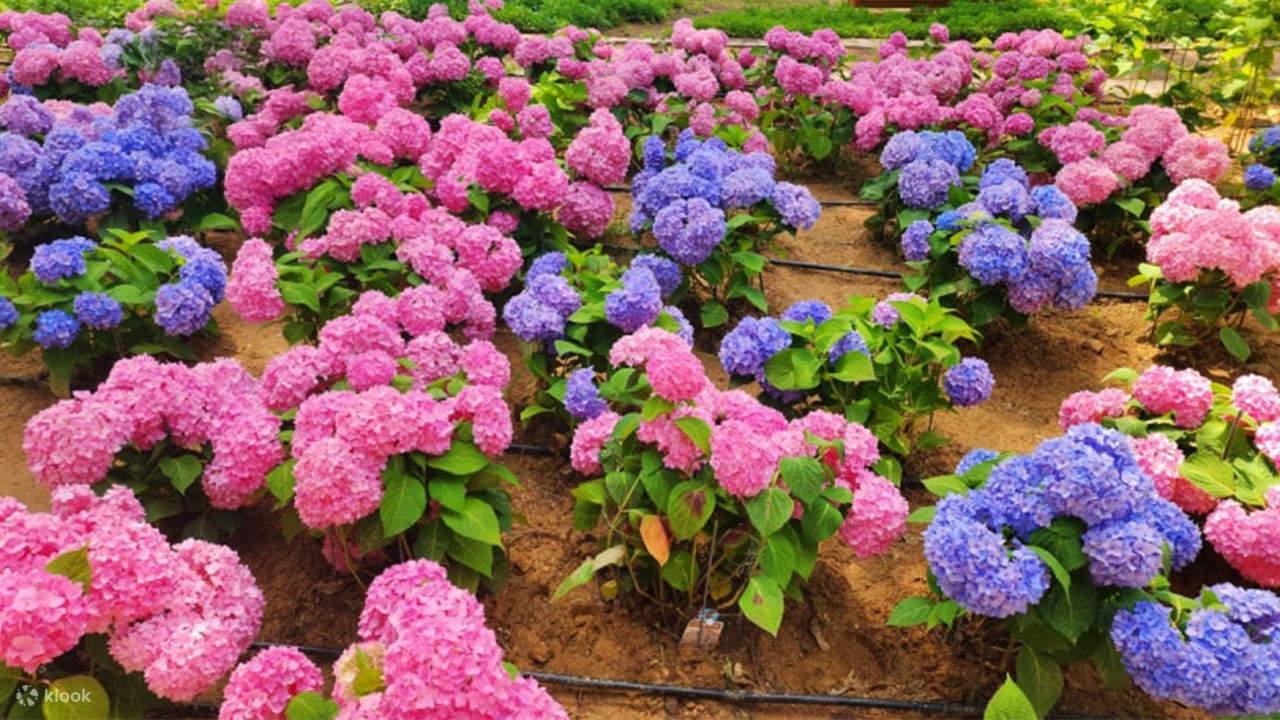 Begonia Garden-Petite&Italian Village-Jara Island Cherry Blossoms ...