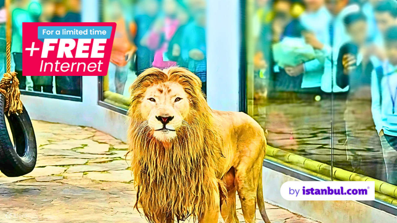 Lion Park Istanbul Zoo Ticket - Klook