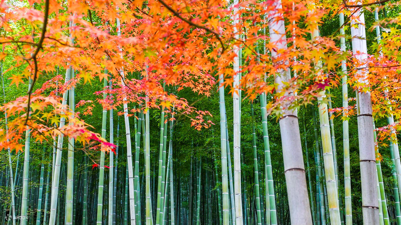 Miyama Thatched Village & Katsuoji Temple & Arashiyama Bamboo Forest ...