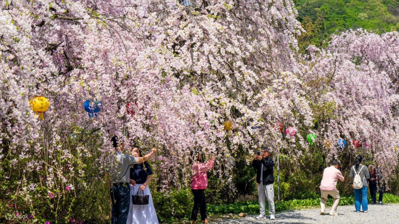 Pasar Yesan Paik Jong Won x Lawatan Bunga Sakura Kuil Gakwonsa - Klook ...