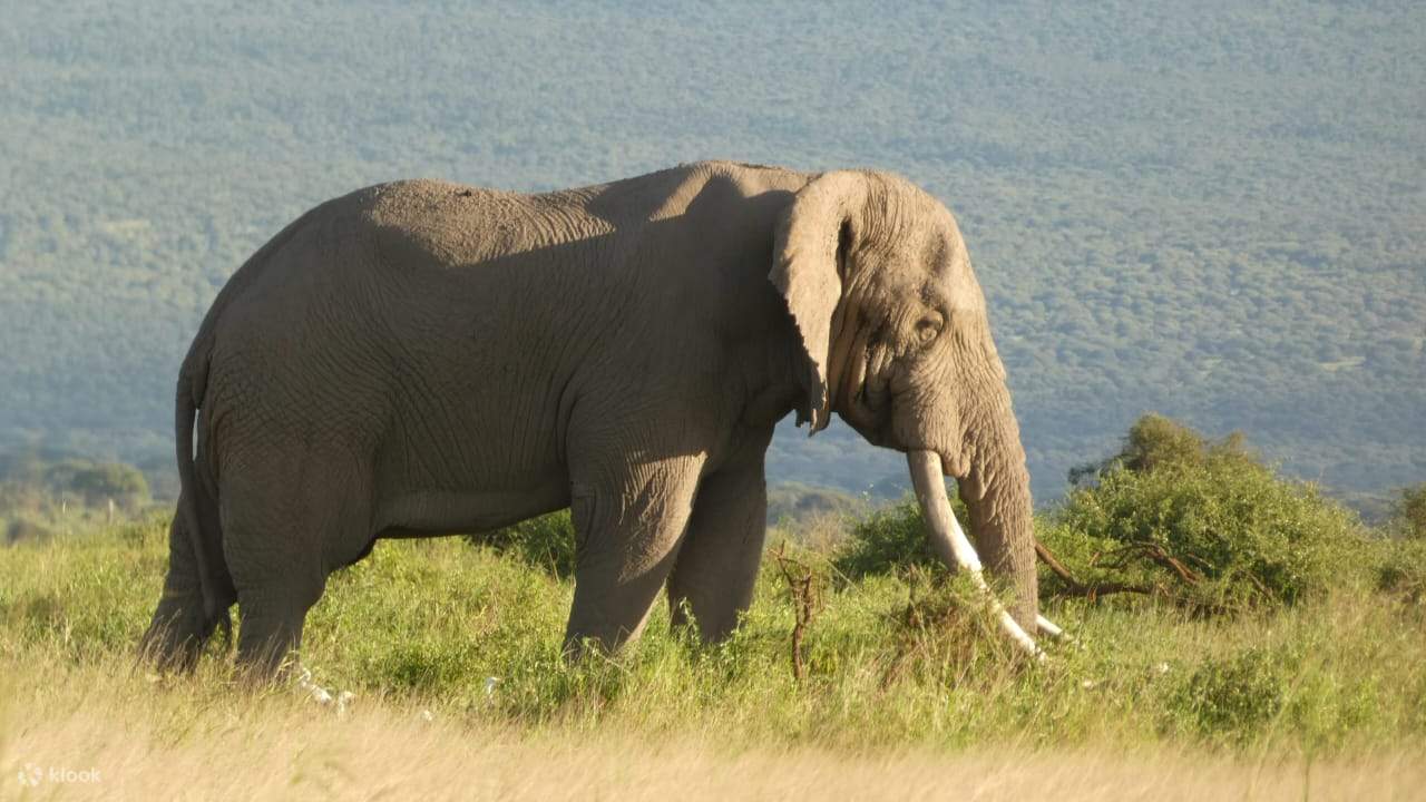 Exploring Masai Mara - Klook Australia