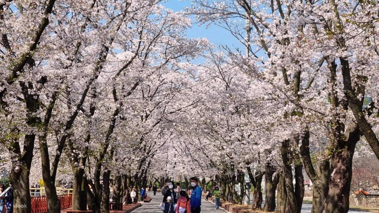 Jalan Bunga Sakura Eden x AQUAFIELD Jjimjilbang x Taman Burung Begonia ...
