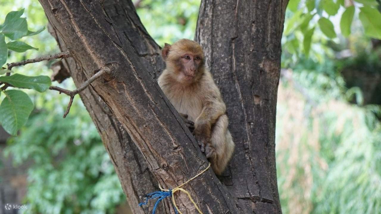 Marrakech: Excursion to the Ourika valley with waterfall hike - Klook ...