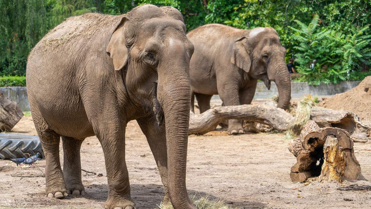 Safari World Tour in Bangkok with Round-Trip Hotel Transfer - Klook ...