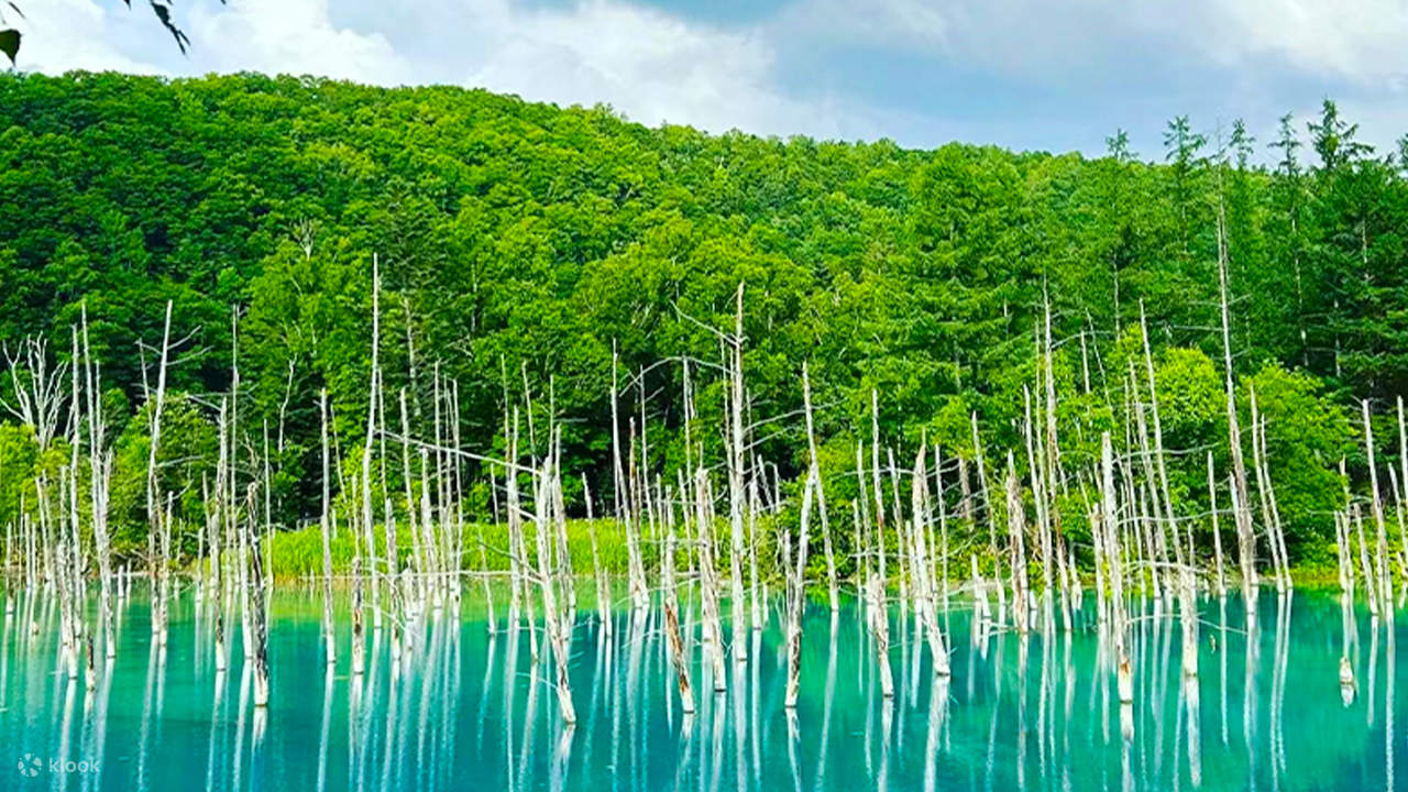 Hokkaido Shikisai no Oka & Green Pond & Tomita Farm One Day Tour ...