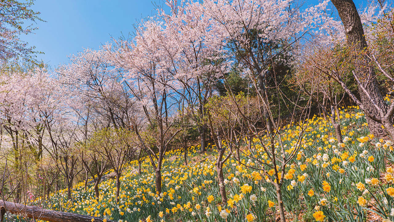 Hwadamsup & Luge & Korean Folk Village One Day Tour from Seoul - Klook