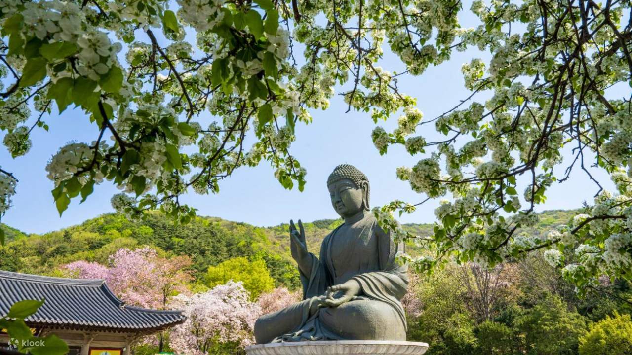 Pasar Yesan Paik Jong Won x Lawatan Bunga Sakura Kuil Gakwonsa - Klook ...
