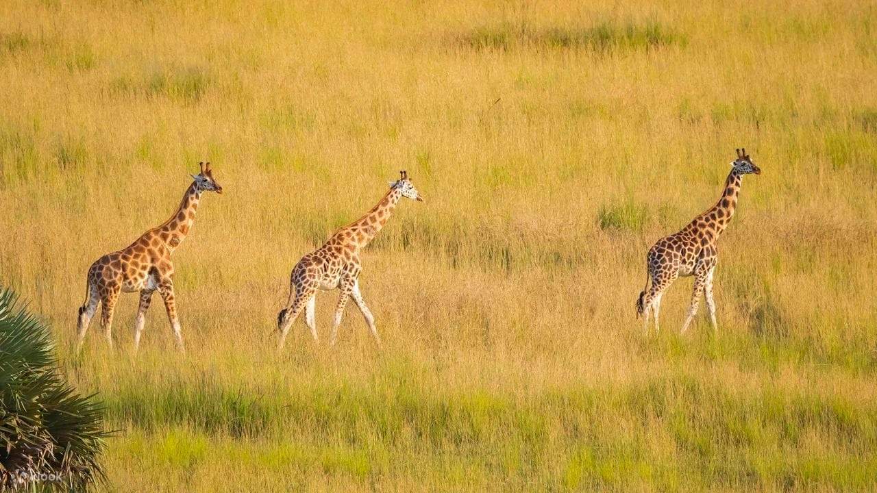 4-Day Wild Escape: Samburu & Aberdares Safari Adventure - Klook United ...