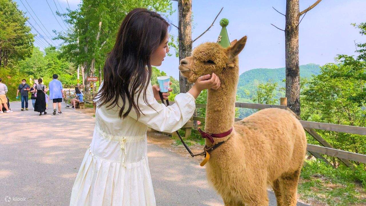 Alpaca Pasture, Strawberry Picking, and Sledding Day Trip from Seoul ...