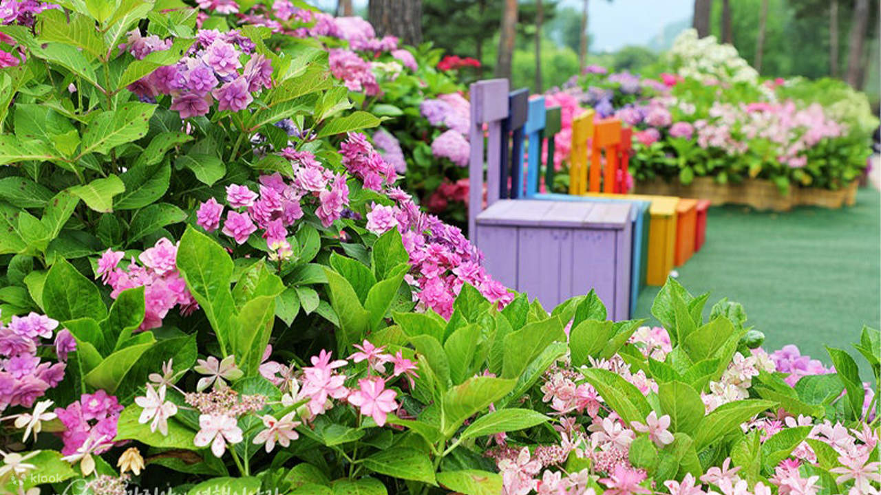 Begonia Garden-Petite&Italian Village-Jara Island Cherry Blossoms ...