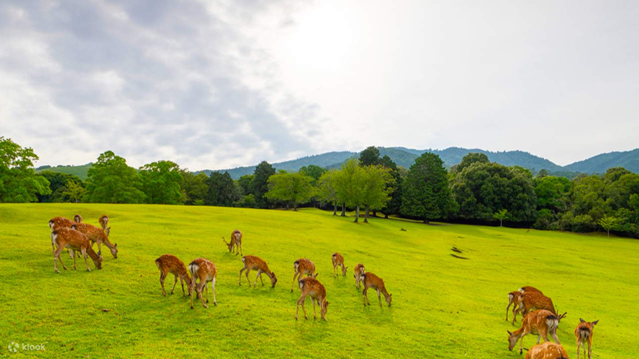 Tour một ngày đến Đền Kiyomizudera, Đền Fushimi Inari Taisha và Công ...