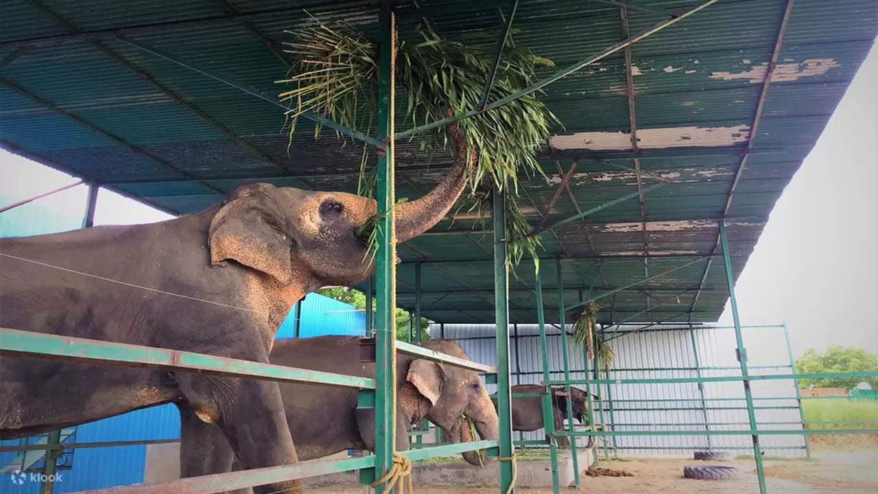 Explore Agra Wildlife SOS With Taj Mahal Sunrise Or Sunset - Klook Canada